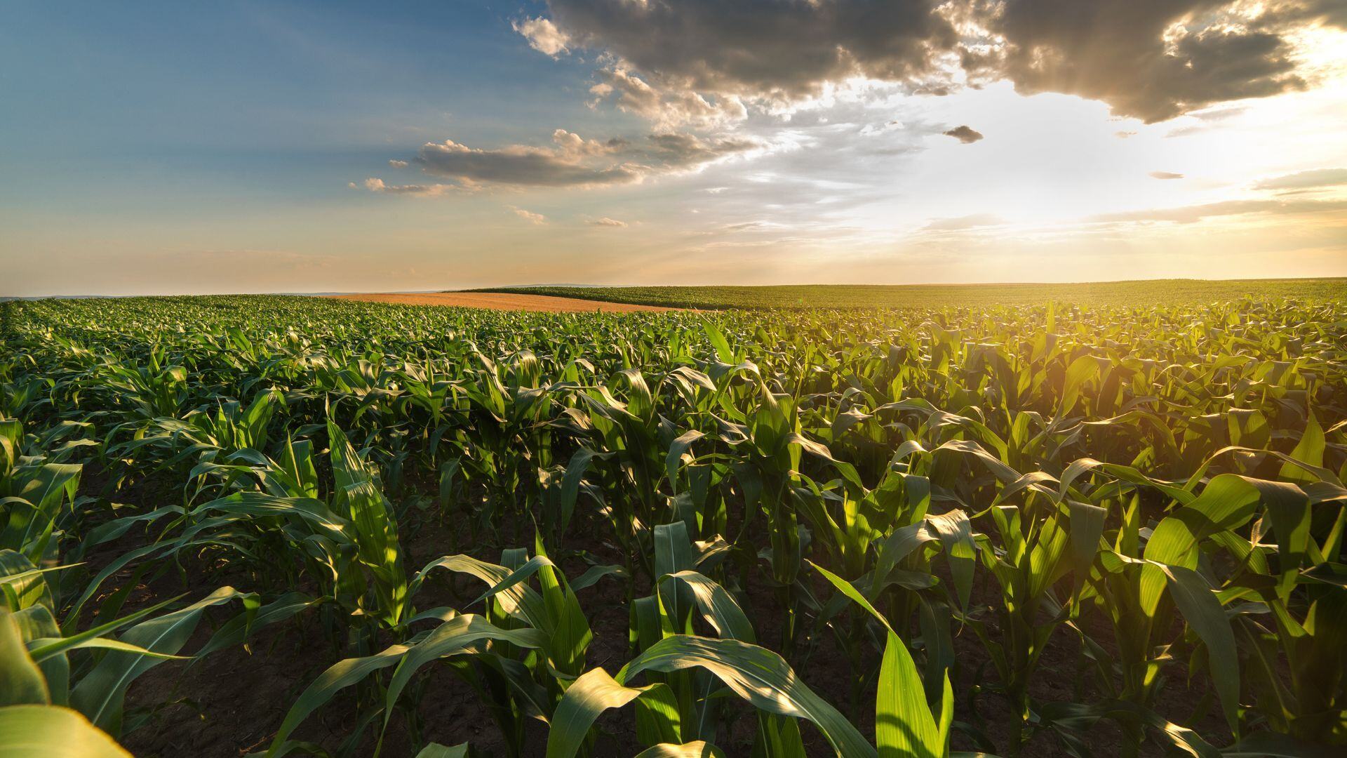 BeCrop Farm | Biome Makers